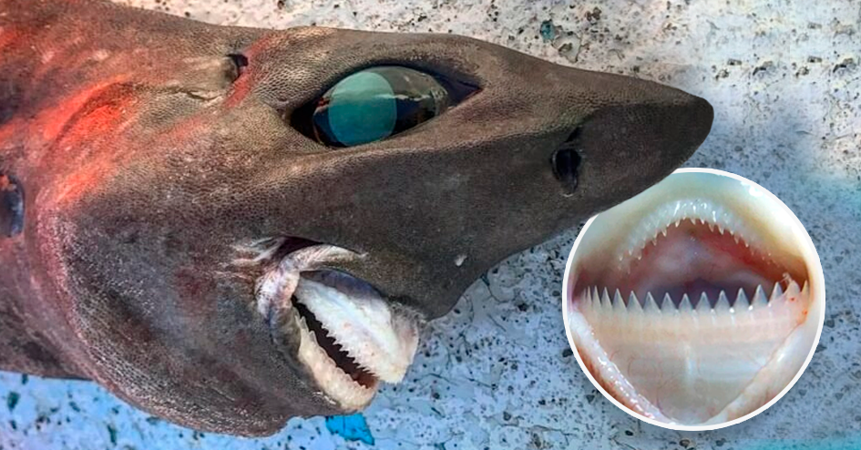 Encuentra en Australia un tiburón con una sonrisa terrorífica