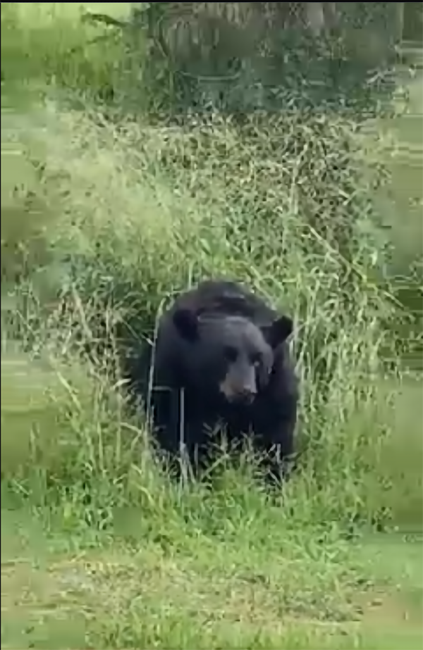 Osos han sido visto en las calles de Monterrey, Nuevo León