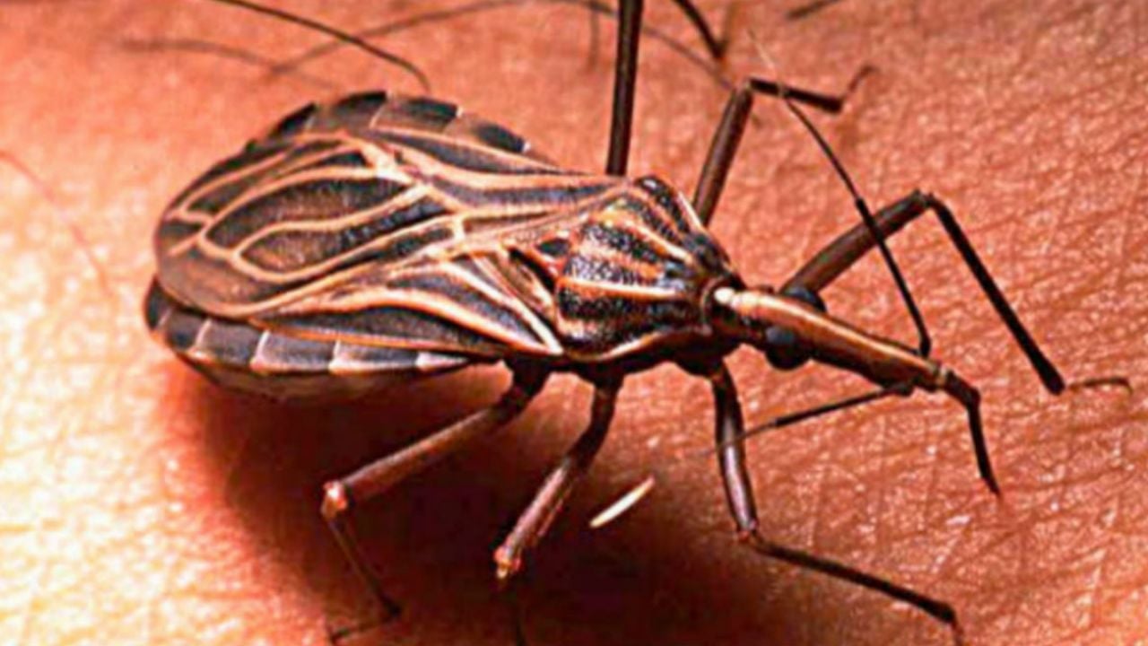 Estos son los 11 insectos más peligrosos del mundo