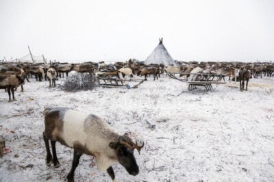 Ovejas corren en círculos en China durante 12 días