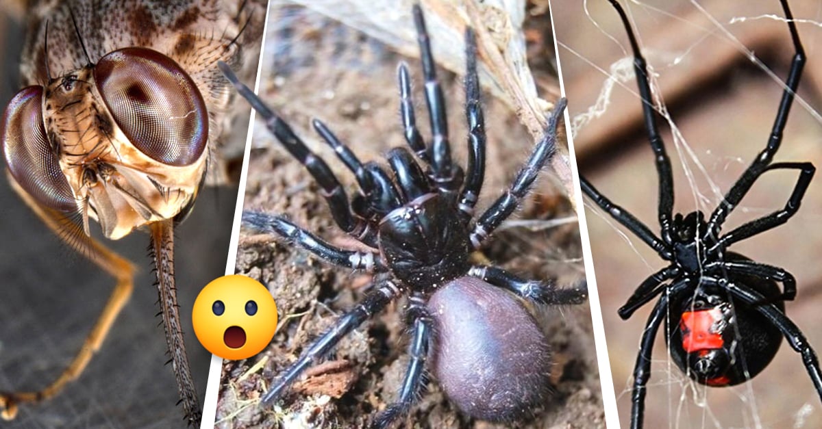 Estos Son Los Los 10 Insectos Ms Peligrosos Del Mundo