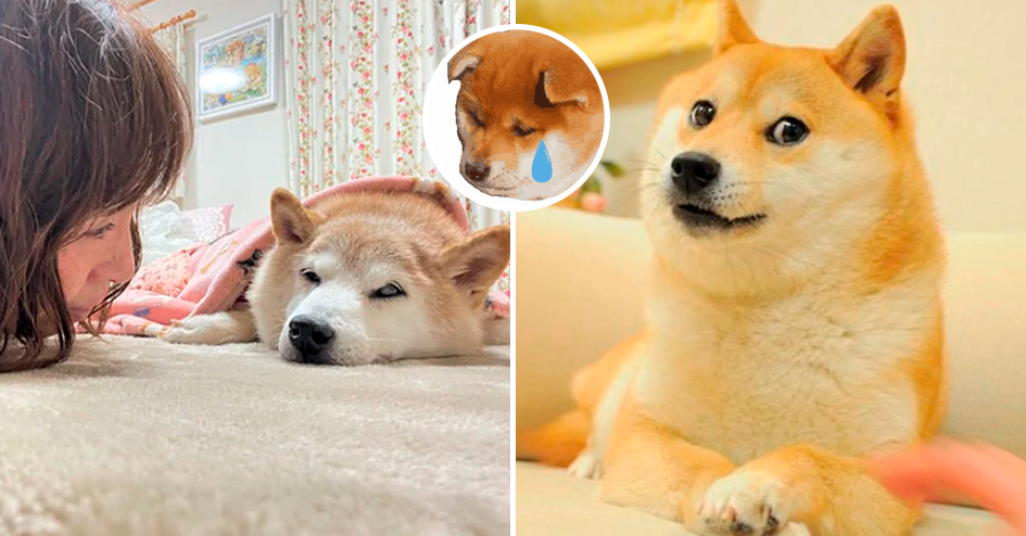 El perro del meme Doge fue diagnosticado con cáncer