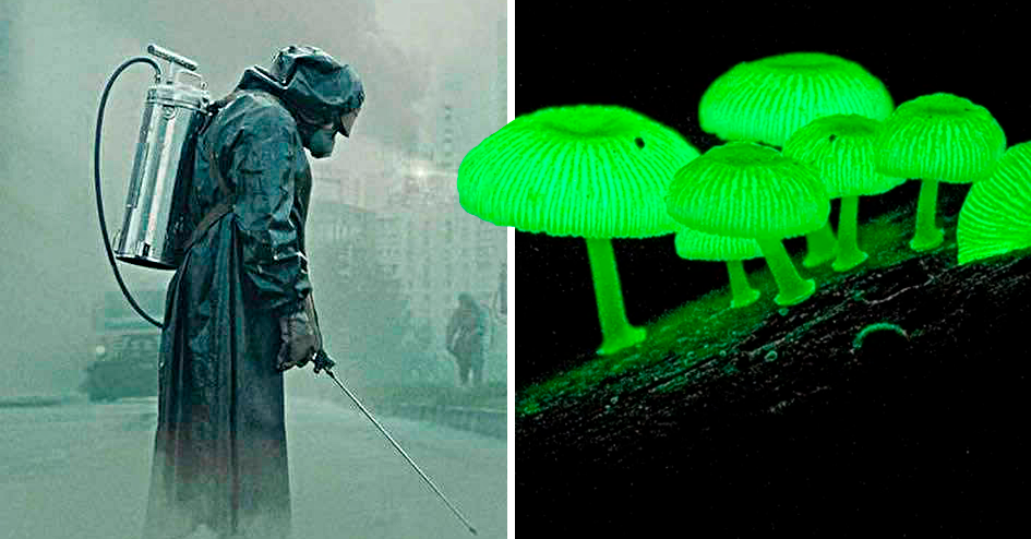 Las mutaciones más increíbles que resultaron de Chernobyl