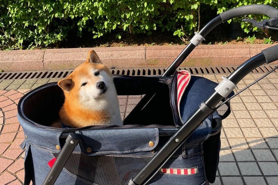 Cheems está muy enfermo y su dueño no quiere verlo sufrir