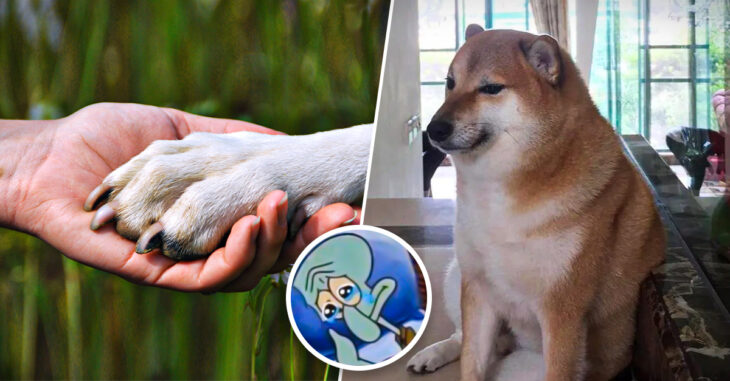 Cheems mejora su estado de salud y está fuera de peligro