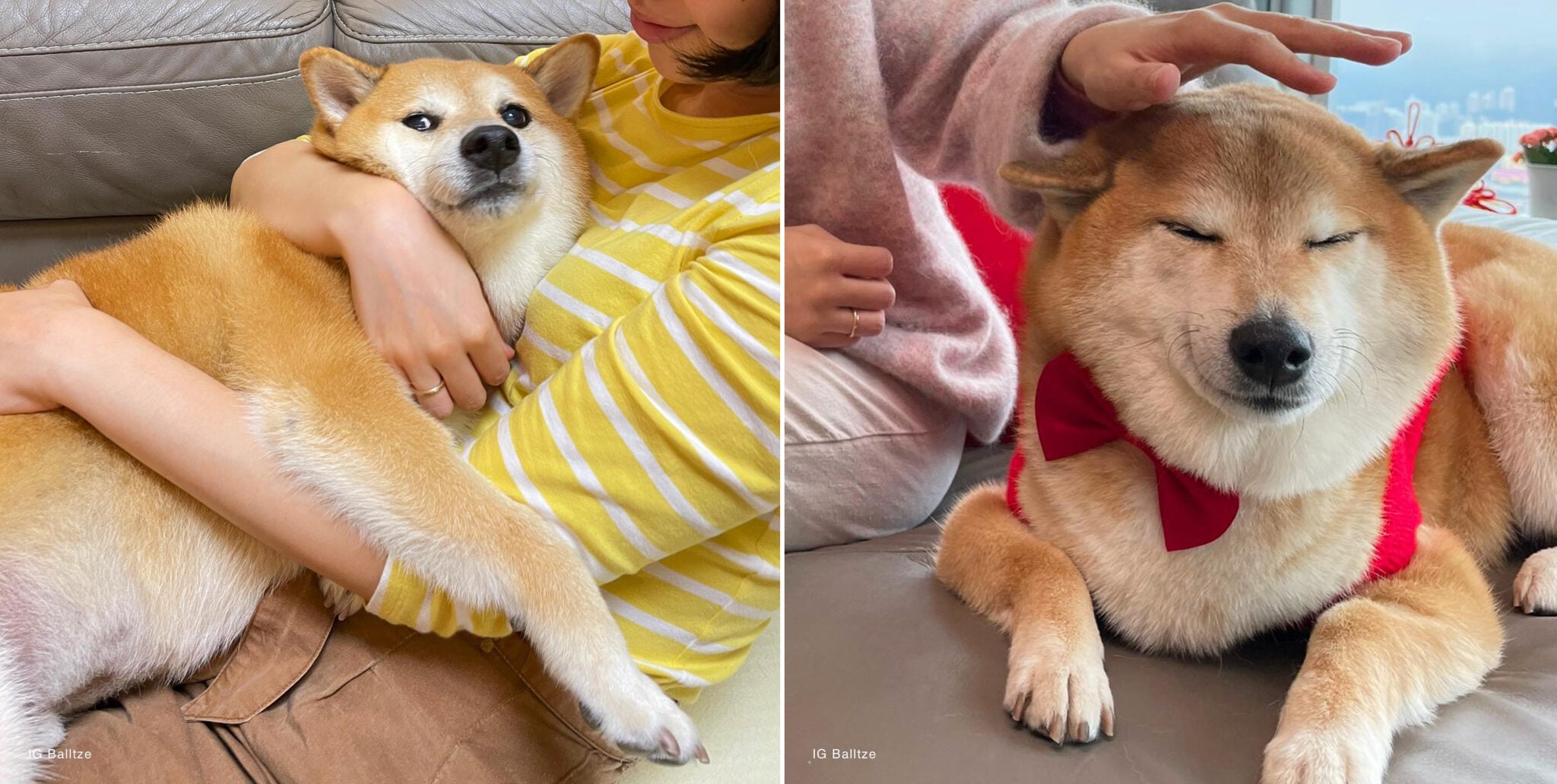 Cheems mejora su estado de salud y está fuera de peligro