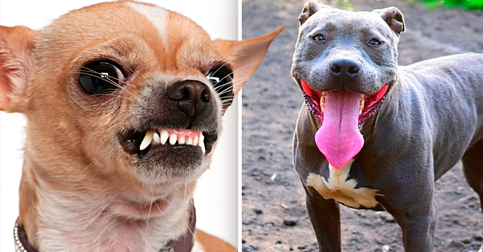 Según la ciencia: los chihuahua son más agresivos que los pitbull