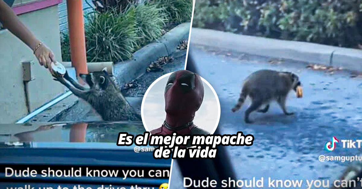 Mapache captado pidiendo una dona en el Donkin’ Donuts