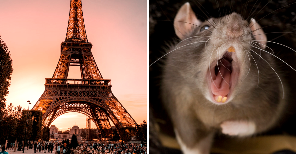 París busca convivir pacíficamente con las ratas de la ciudad